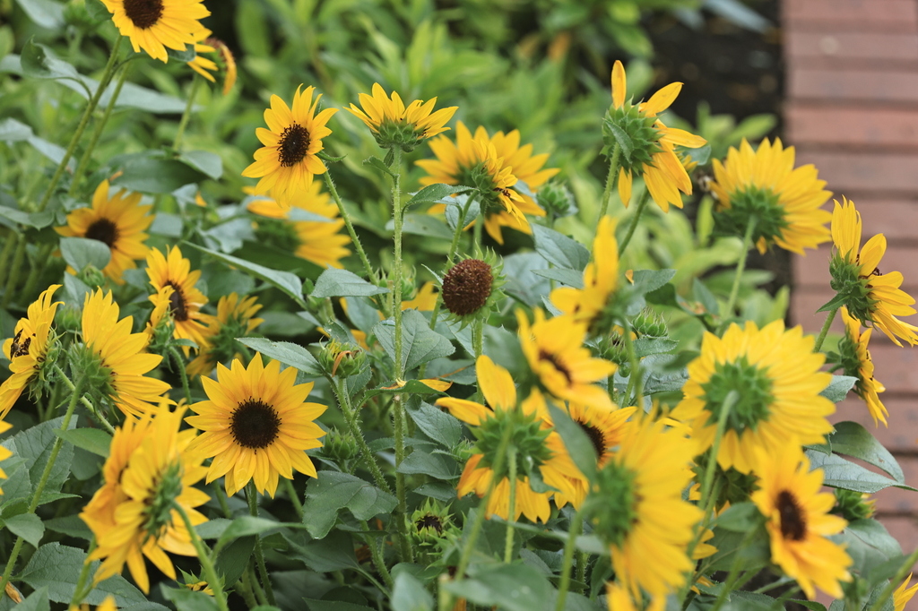 国営武蔵丘陵森林公園にて ミニヒマワリの花: 季節の花だより