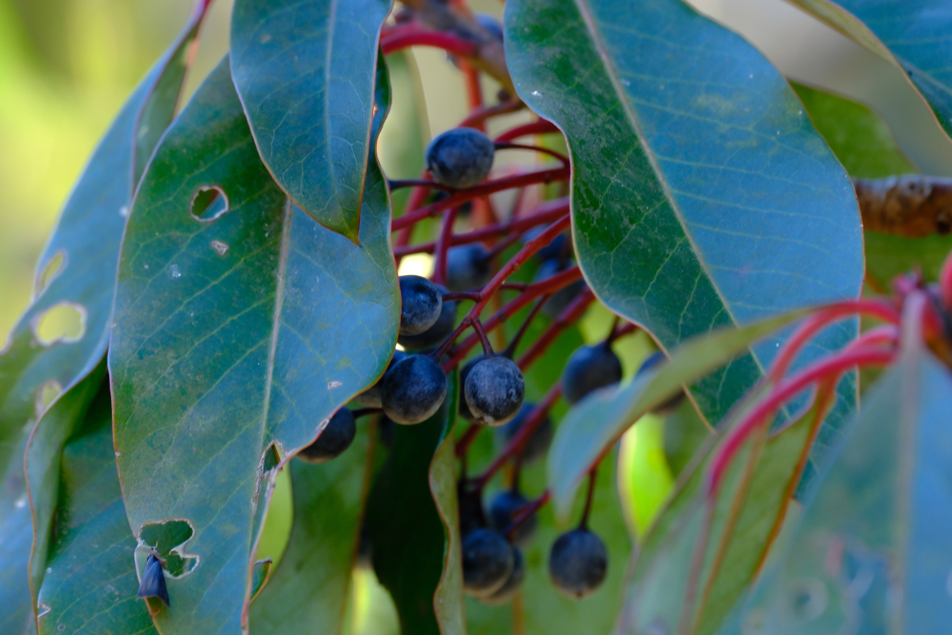 国営武蔵丘陵森林公園にて ユズリハのさま: 季節の花だより