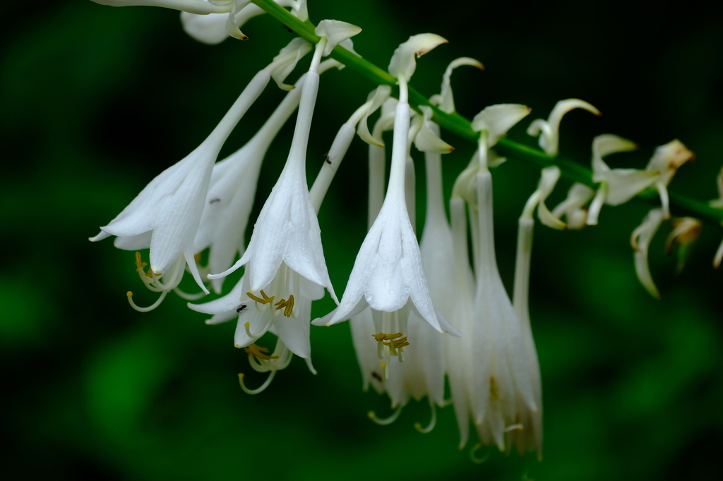 国営武蔵丘陵森林公園にて オオバギボウシの花: 季節の花だより