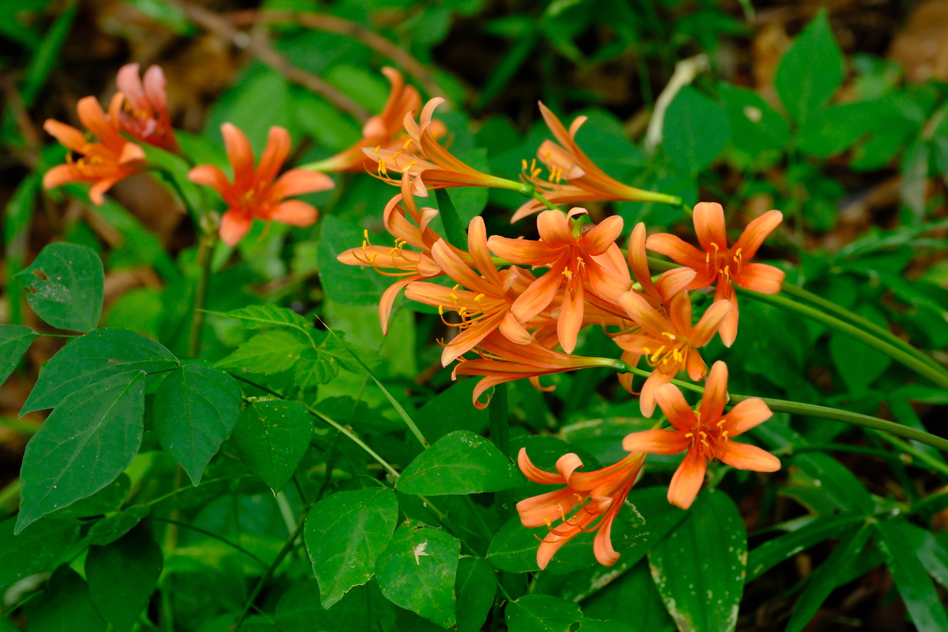 片倉城跡公園にて 群れ咲くキツネノカミソリ: 季節の花だより